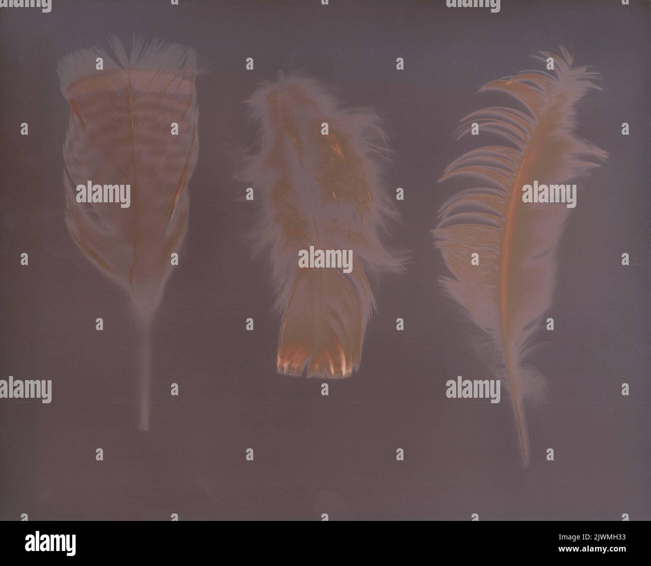 Three Feathers in a line a horizontal crop Stock Photo - Alamy