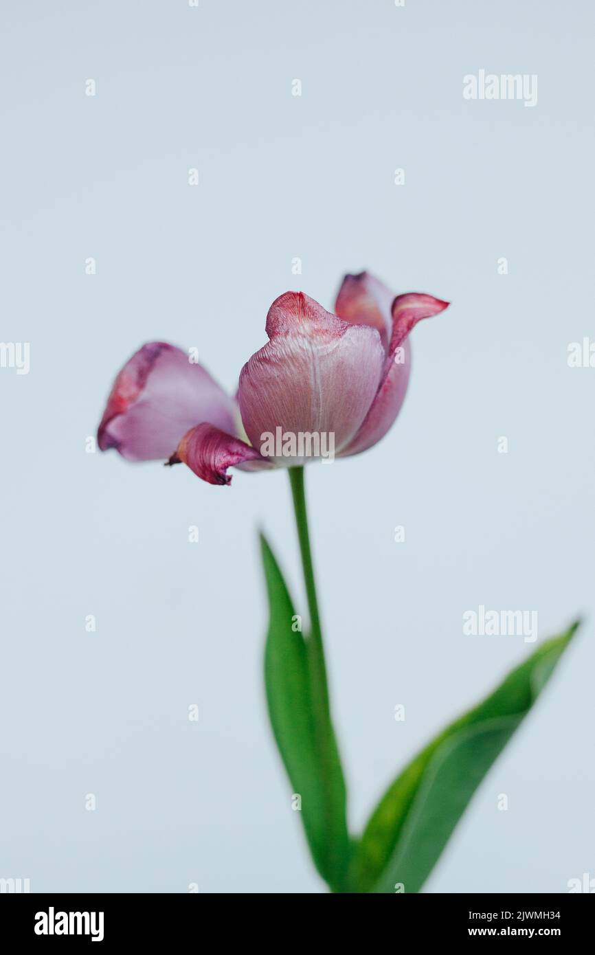 Wilted and Decaying Tulip Flower Stems Against a White Background Stock ...