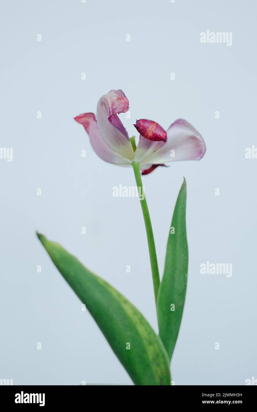 Wilted and Decaying Tulip Flower Stems Against a White Background Stock ...