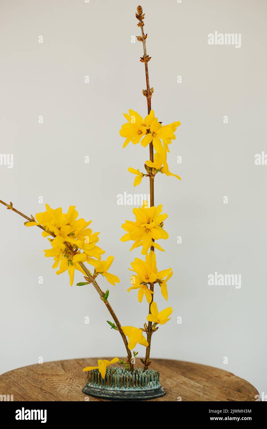 Still Life of Forsythia Flower Stems on a White Background Stock Photo ...