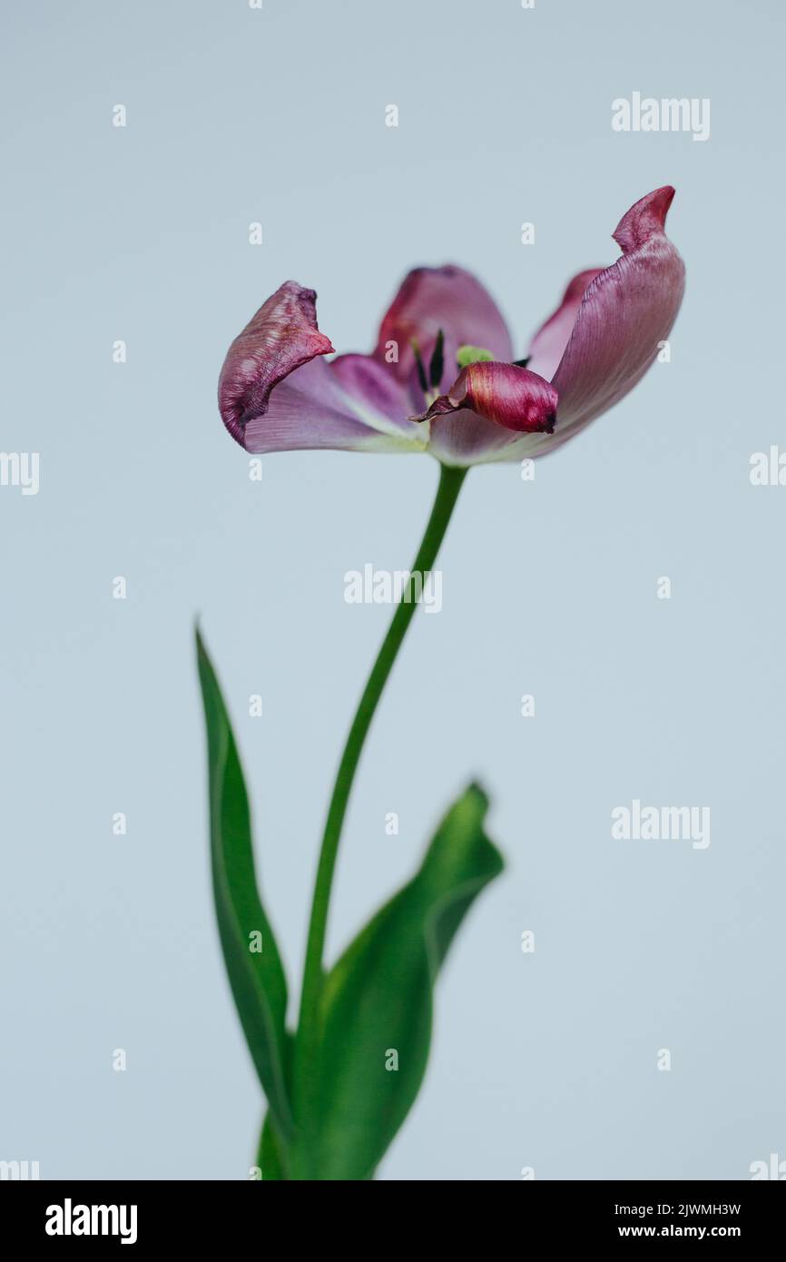 Wilted and Decaying Tulip Flower Stems Against a White Background Stock ...