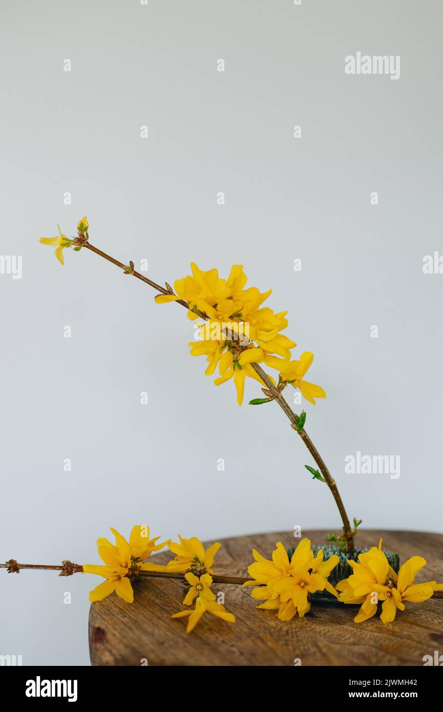 Still Life of Forsythia Flower Stems on a White Background Stock Photo ...