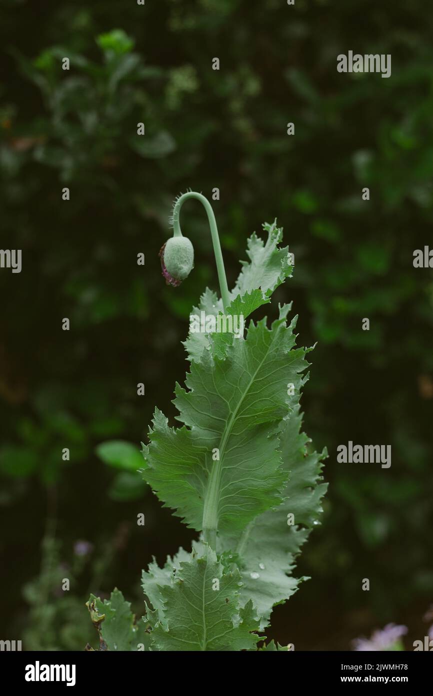 A Single Poppy Flower Bud Emerges from it's Stem Stock Photo - Alamy