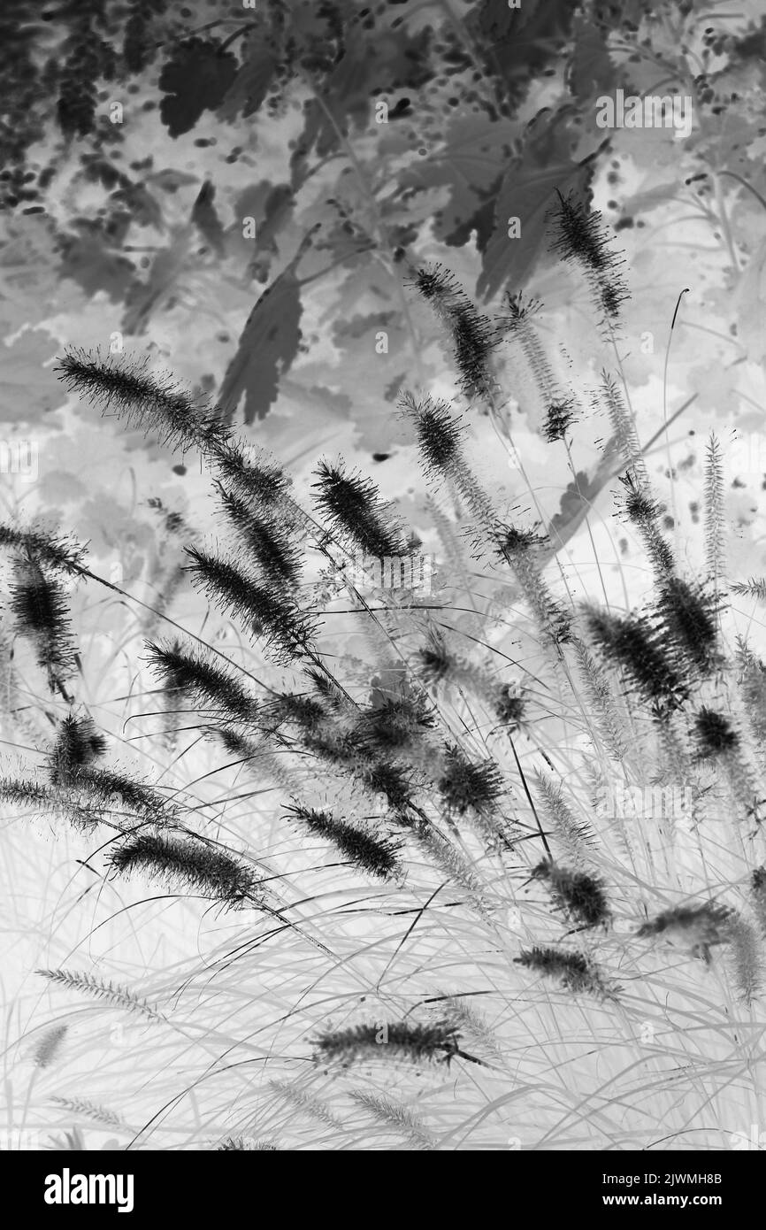 Common typical wheatgrass growing in the summer meadow in a black and ...