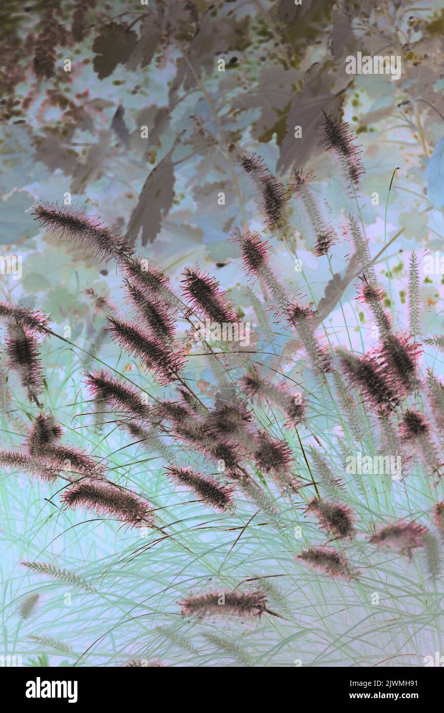Common typical wheatgrass growing in the summer meadow in a color film ...