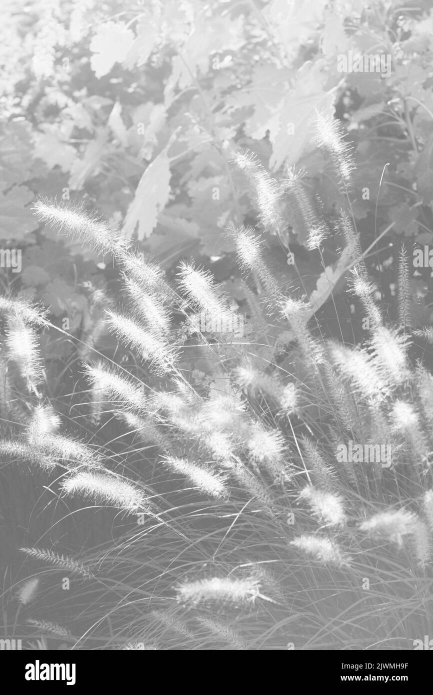 Common typical wheatgrass growing in the summer meadow in a black and ...