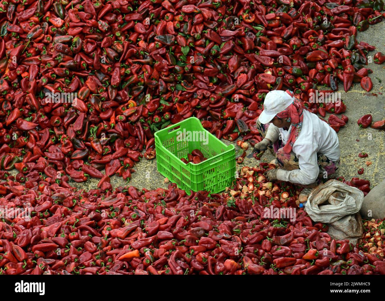 drying peppers at harvest time Stock Photo - Alamy