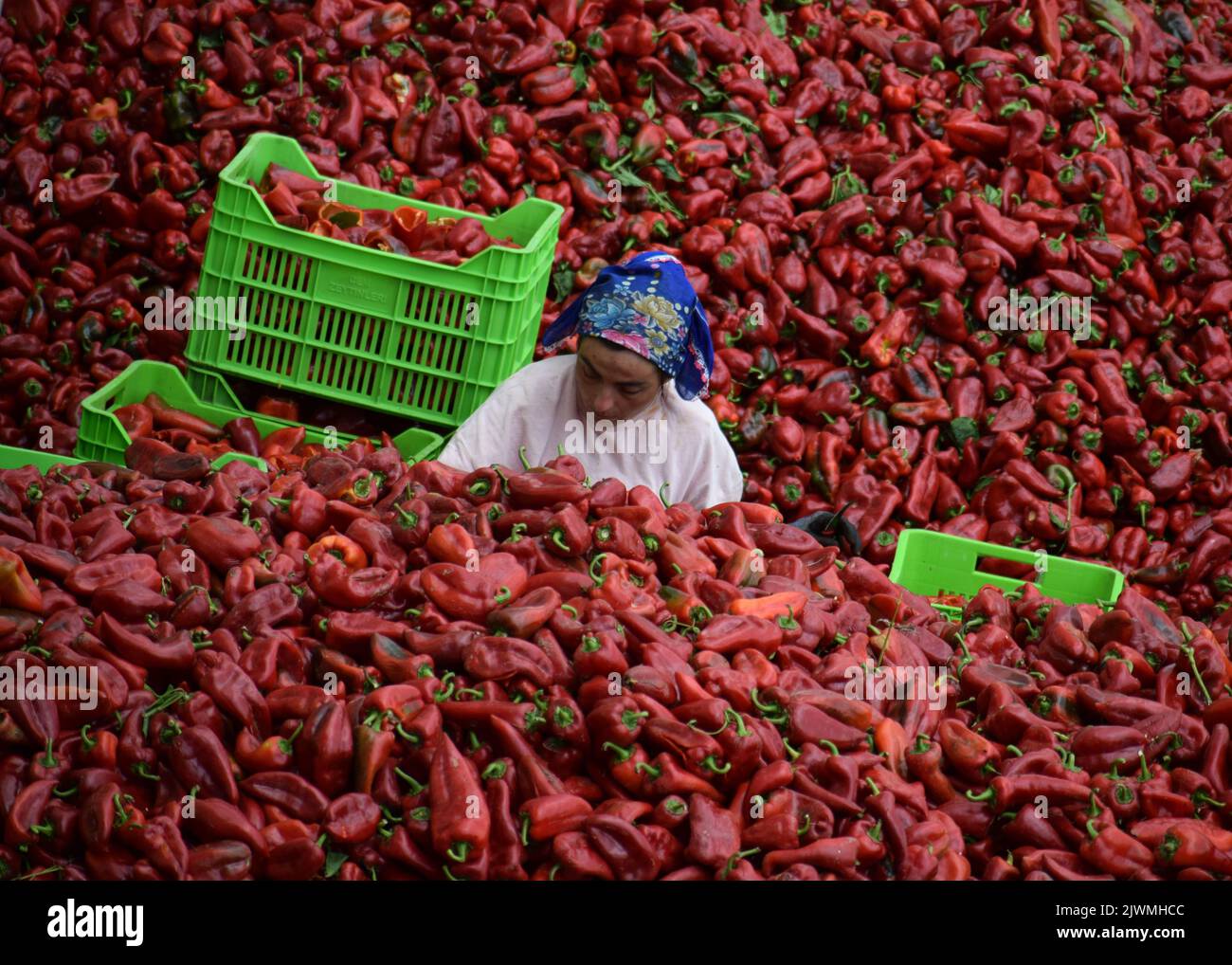 drying peppers at harvest time Stock Photo - Alamy