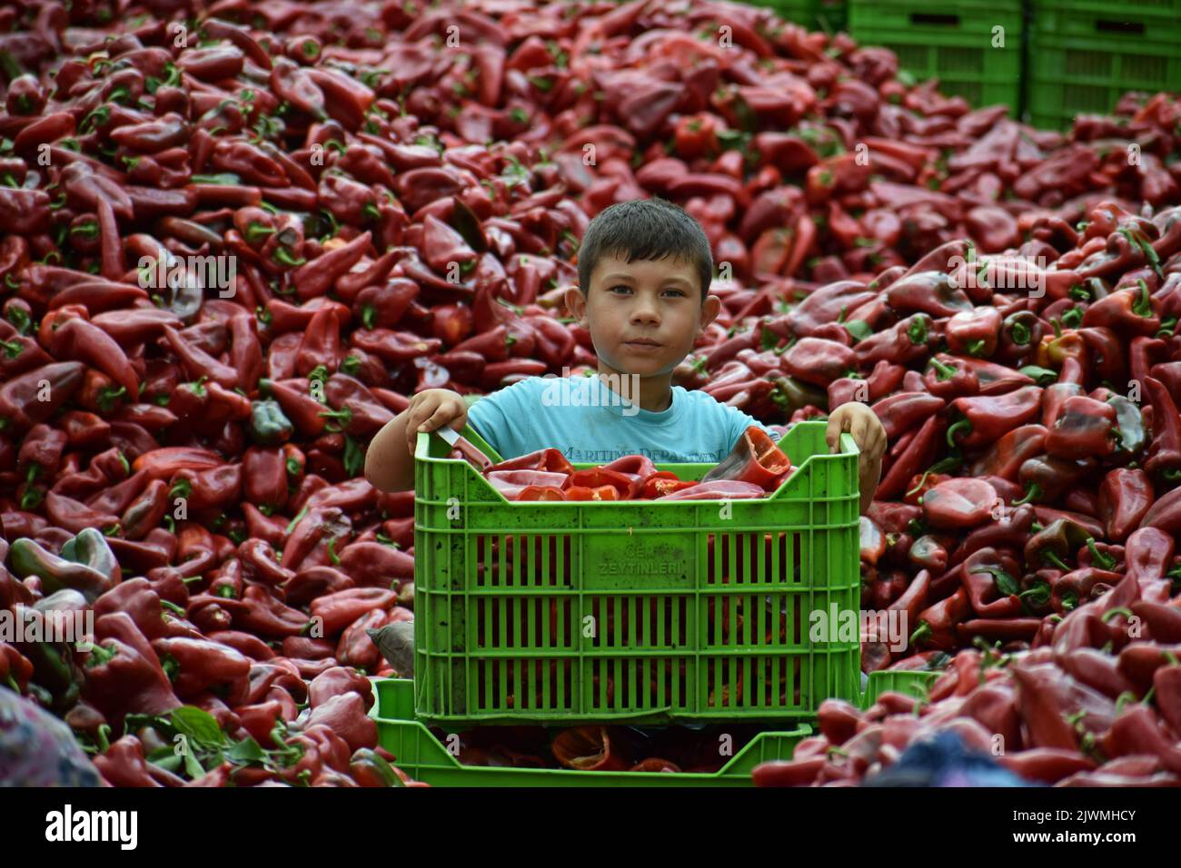 drying peppers at harvest time Stock Photo - Alamy
