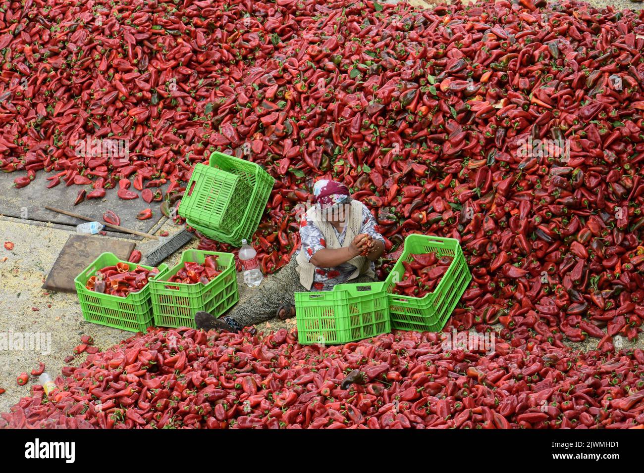drying peppers at harvest time Stock Photo - Alamy