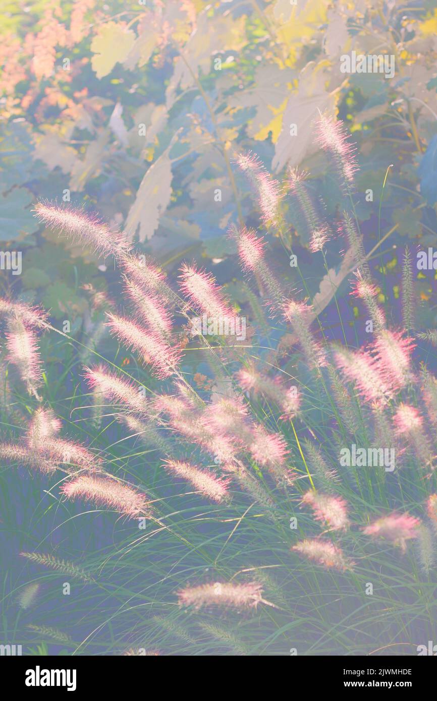 Common typical wheatgrass growing in the summer meadow Stock Photo - Alamy