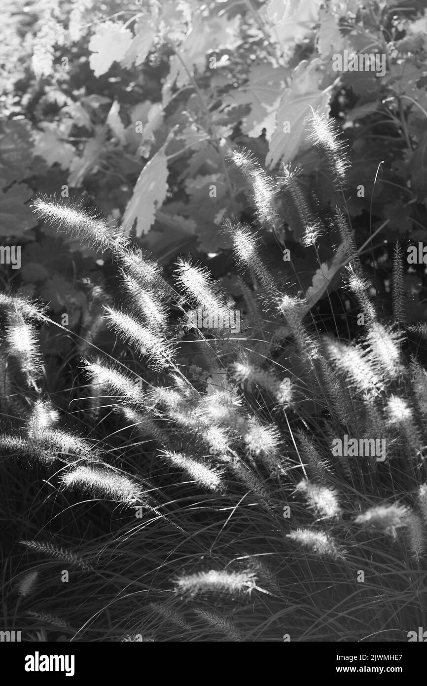 Common typical wheatgrass growing in the summer meadow in a black and ...