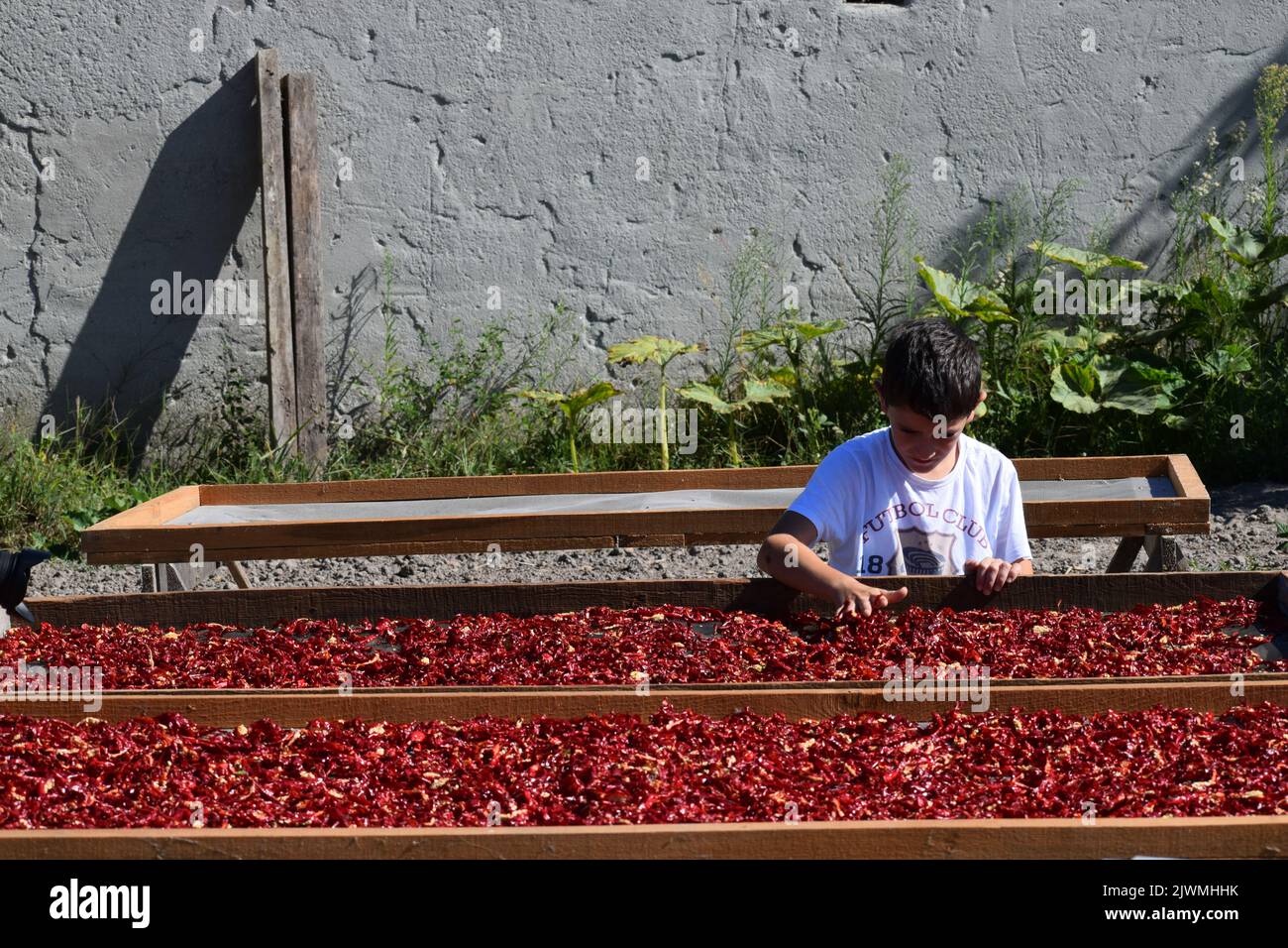 drying peppers at harvest time Stock Photo - Alamy