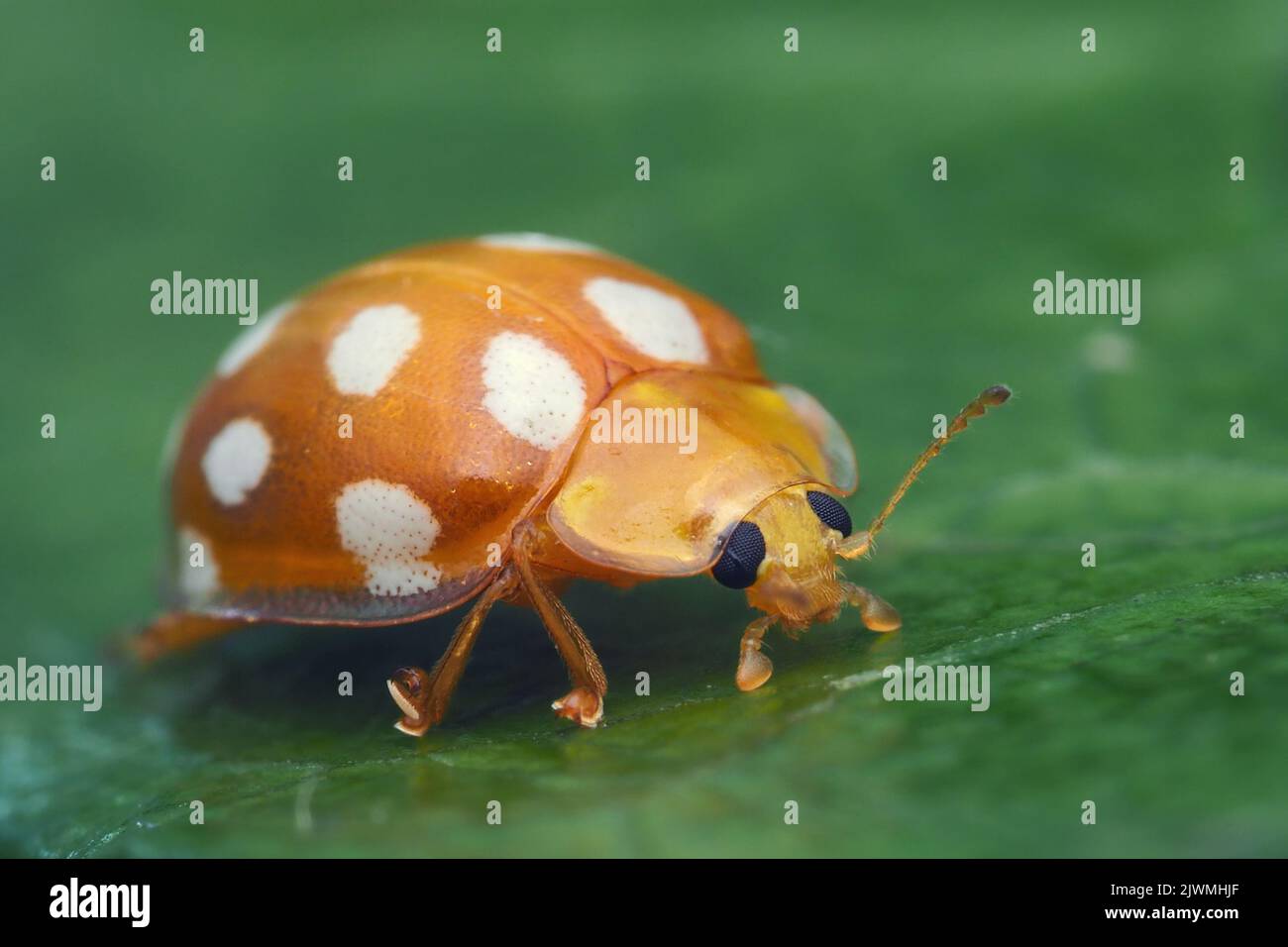 Orange Ladybird (Halyzia sedecimguttata) resting on leaf in winter ...