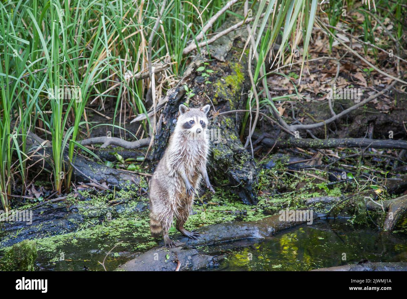 Raccon in forest hi-res stock photography and images - Alamy