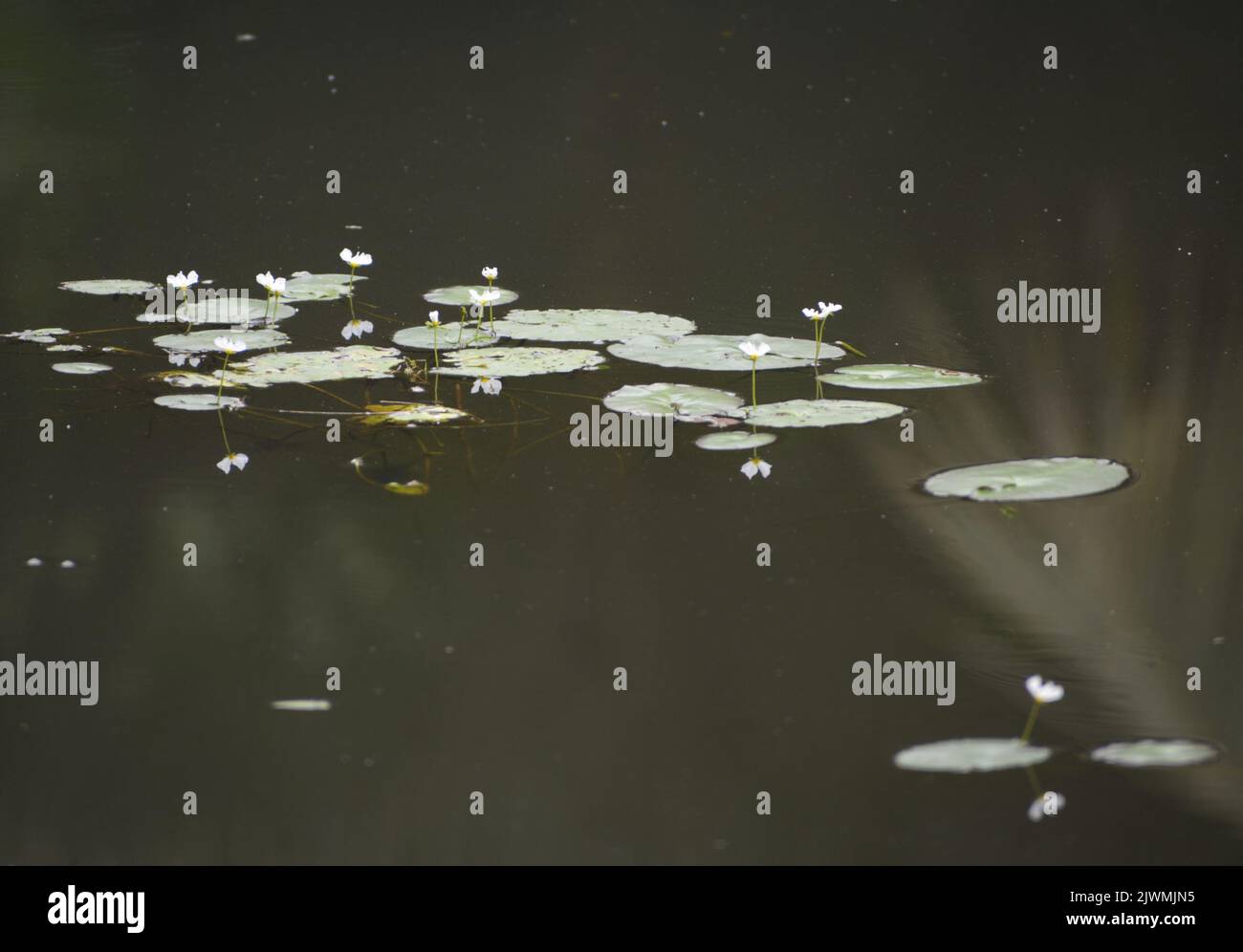 Chadmala flower hi-res stock photography and images - Alamy