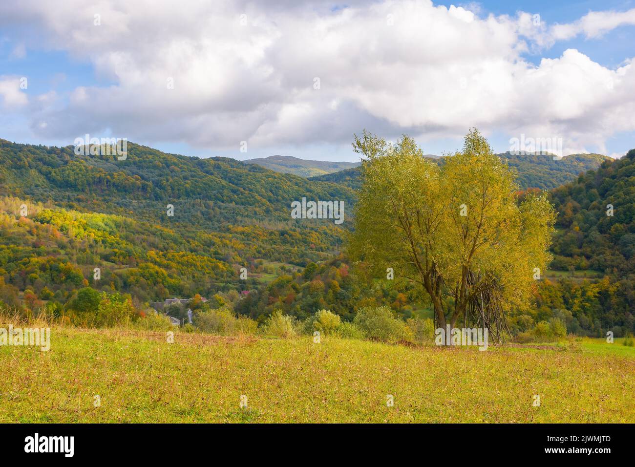 tree in golden foliage on the grassy meadow. mountainous countryside ...