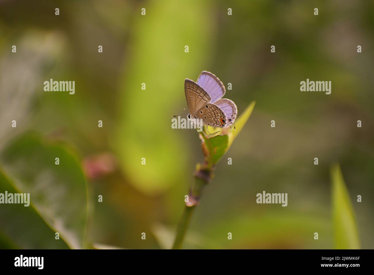 Common blue butterfly Stock Photo - Alamy