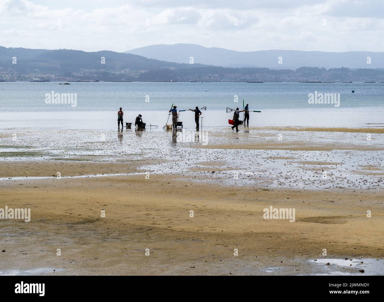 Group of fishermen into the water of the beach to collect clams and ...