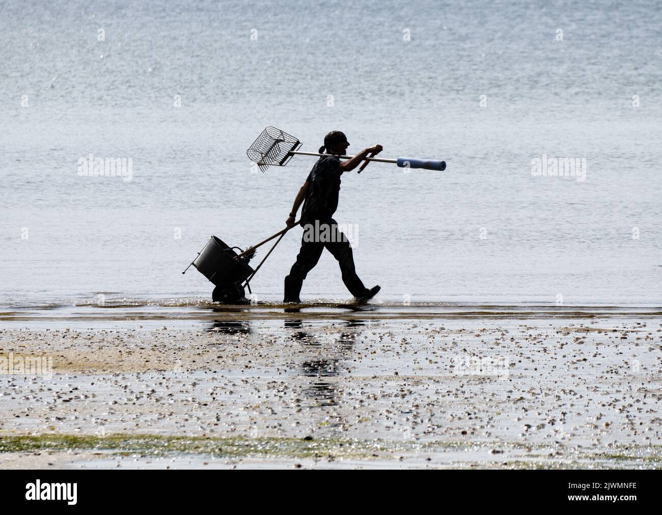 Silhouette of shellfish gatherer walking along the beach shore to ...