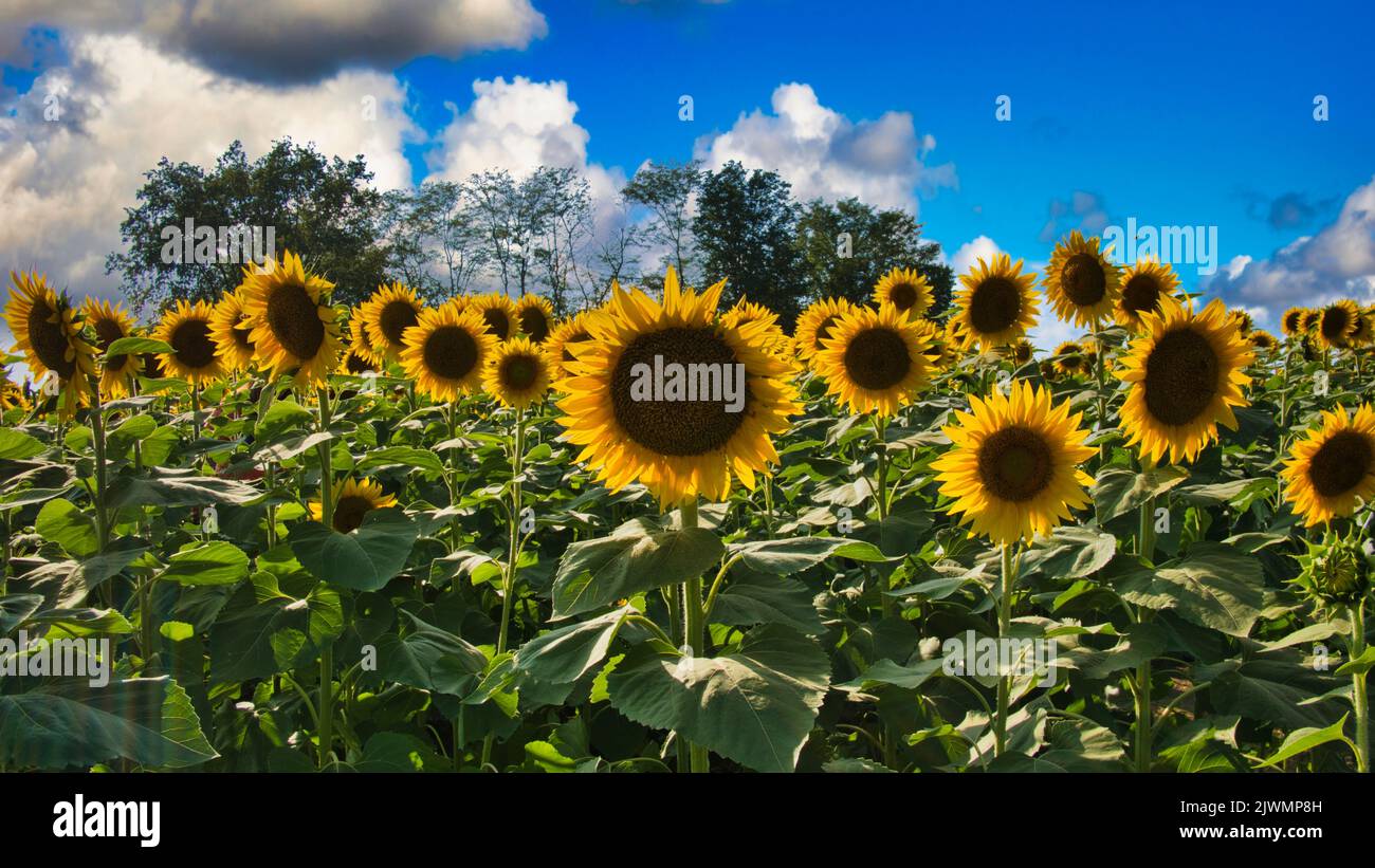 Beautiful abundance of black and yellow sunflowers in Douglas County ...