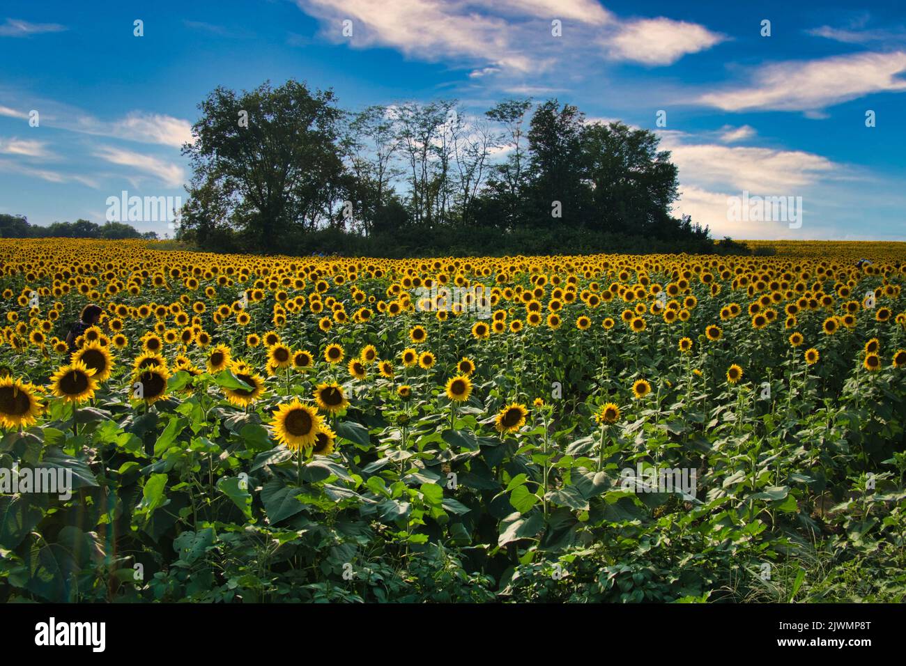 Beautiful abundance of black and yellow sunflowers in Douglas County ...