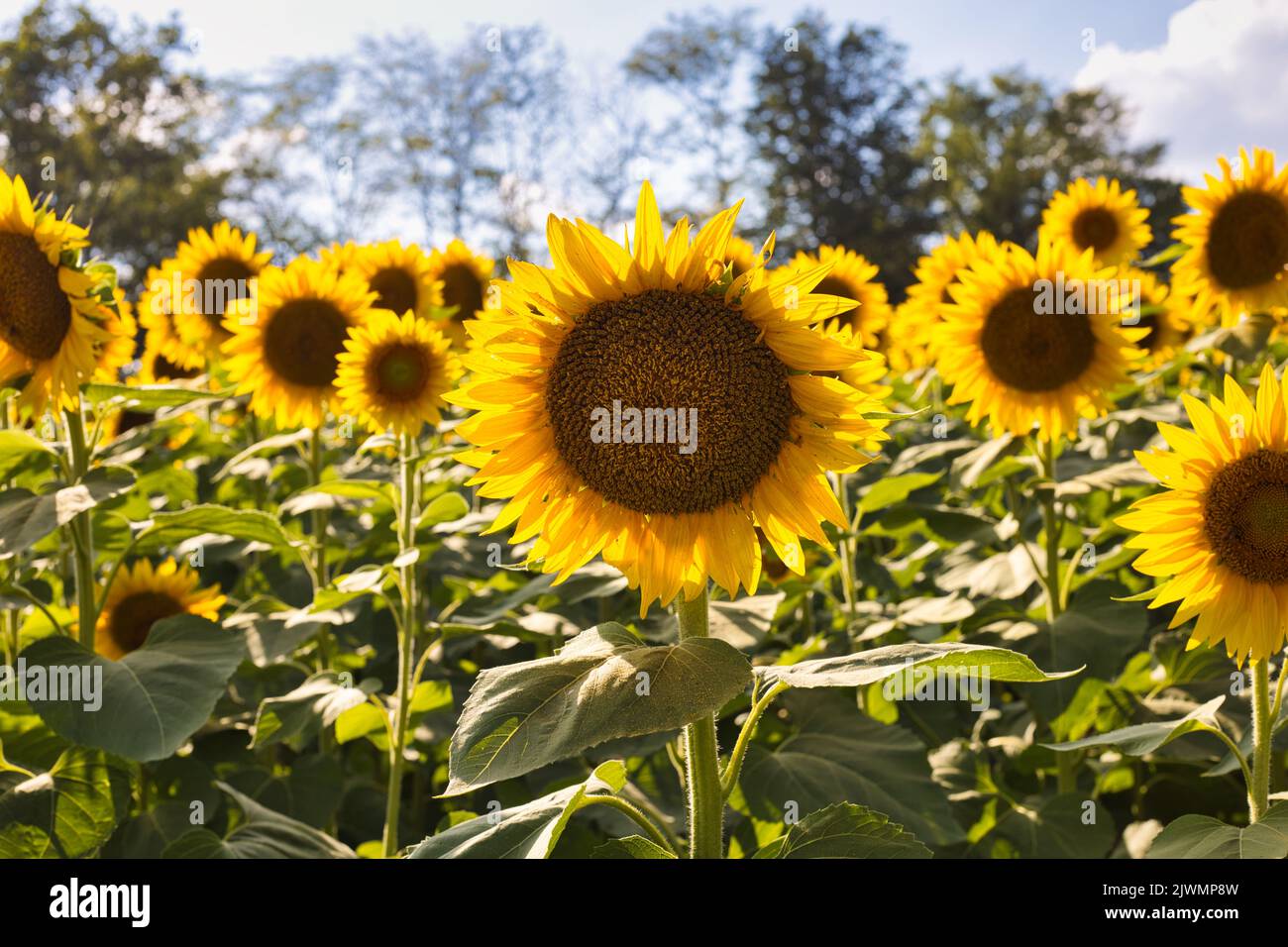 Beautiful abundance of black and yellow sunflowers in Douglas County ...