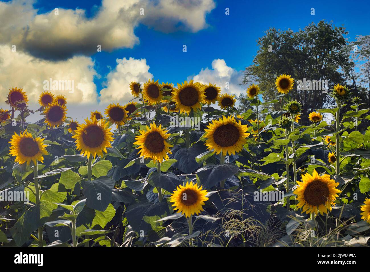 Beautiful abundance of black and yellow sunflowers in Douglas County ...
