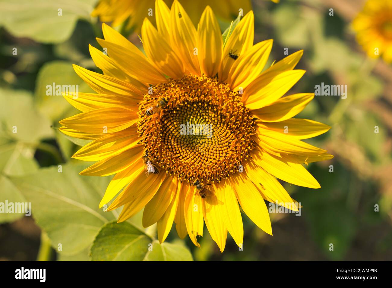 Beautiful abundance of black and yellow sunflowers in Douglas County ...