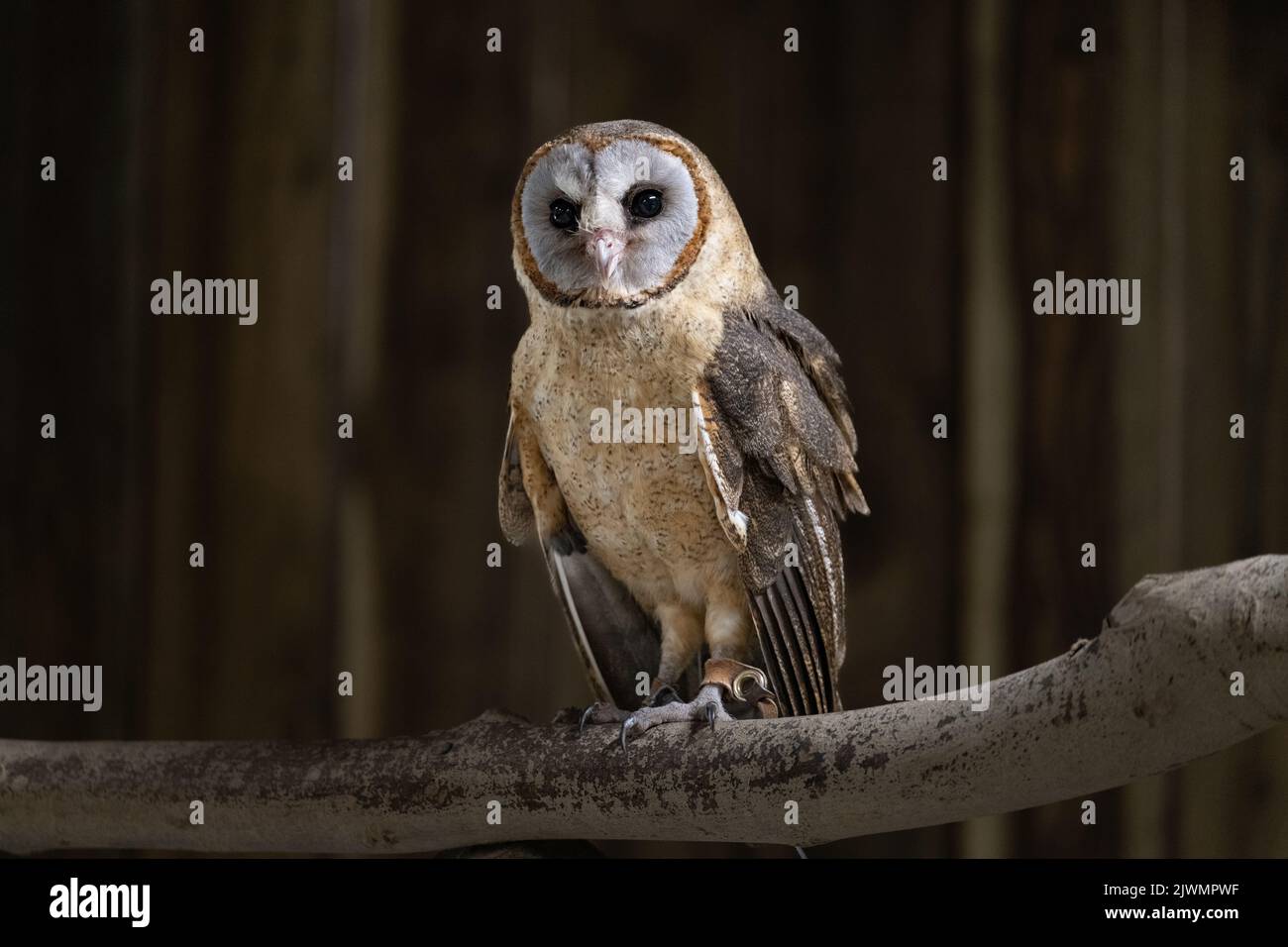 beautiful endangered Ashey face owl on a perch facing the camera with a ...