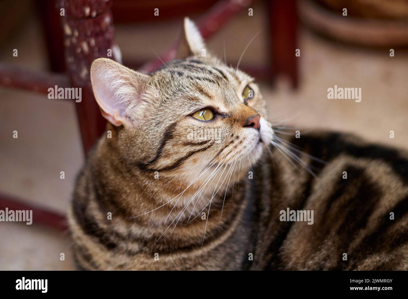the cat looks at the camera Stock Photo - Alamy