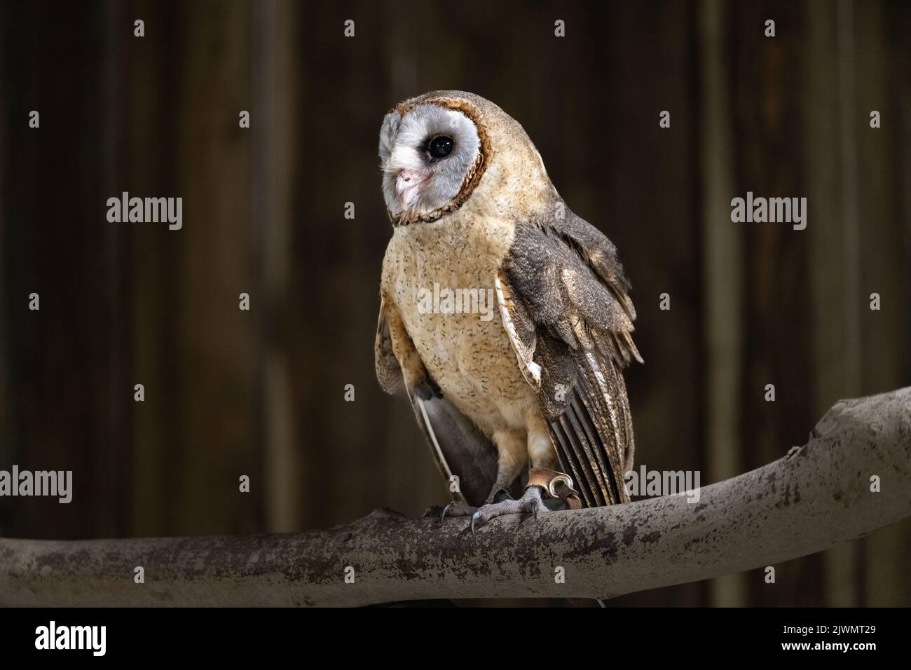 beautiful endangered Ashey face owl on a perch standing out from a dark ...