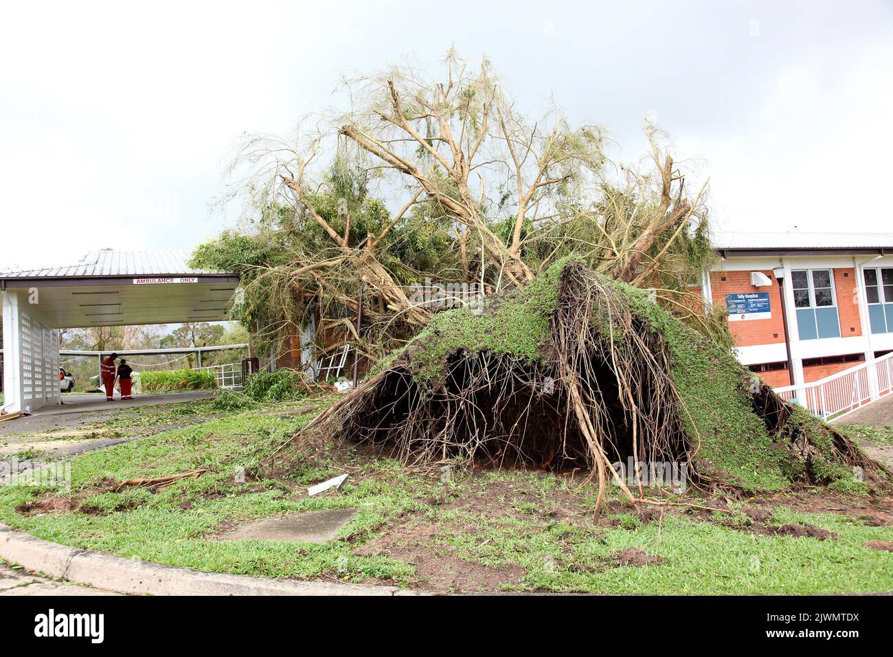A tree is uprooted in front of the hospital in Tully, North Queensland ...