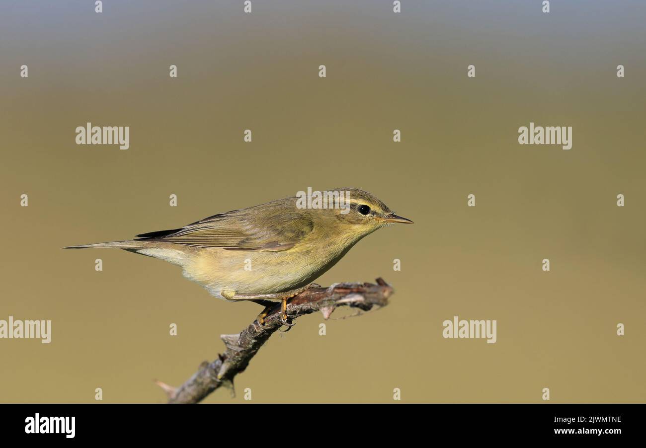 Willow warbler, Phylloscopus trochilus Stock Photo - Alamy