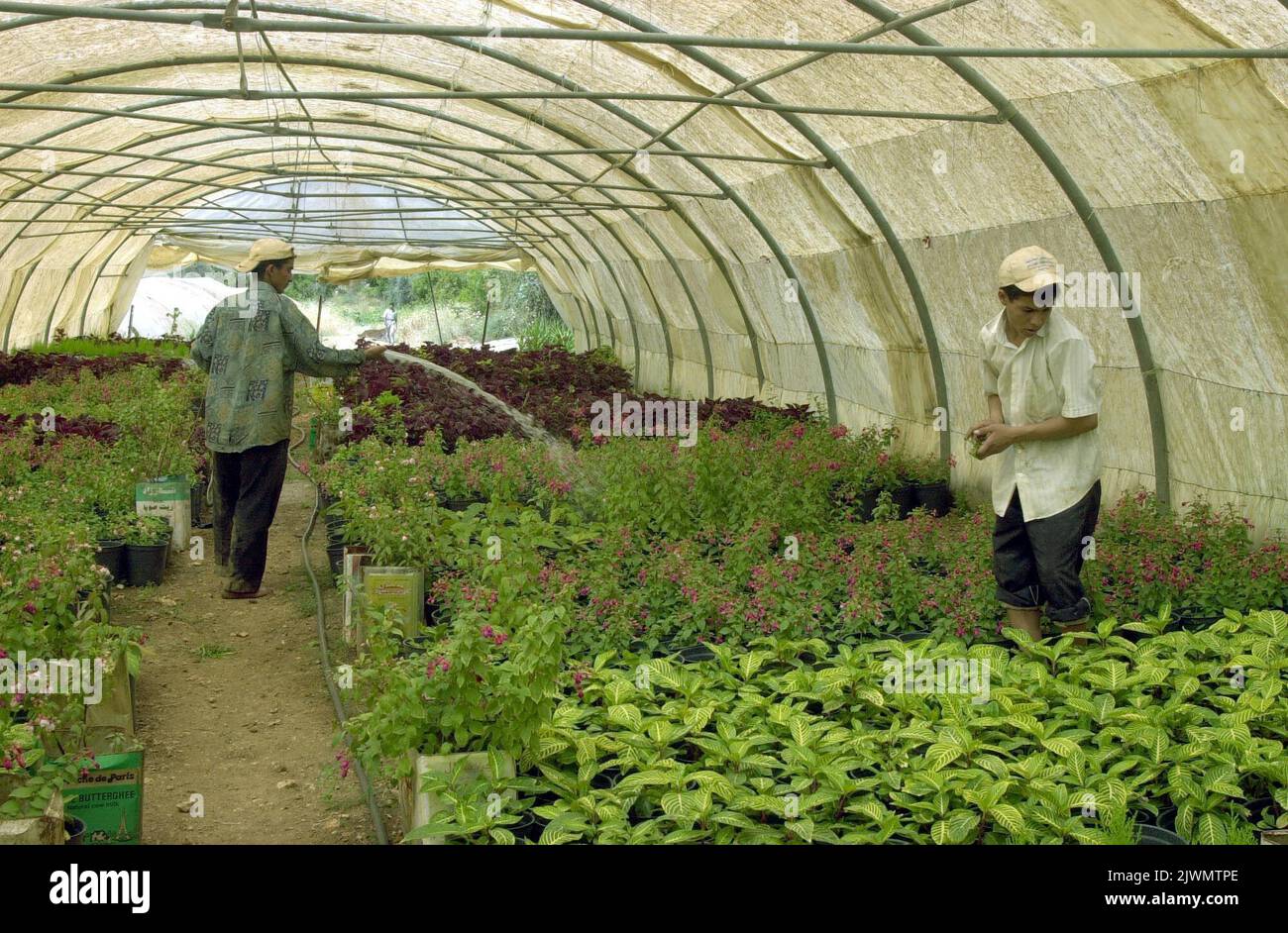Jordanian farmers Khaled, right, and Amer, left, use the hose to water ...