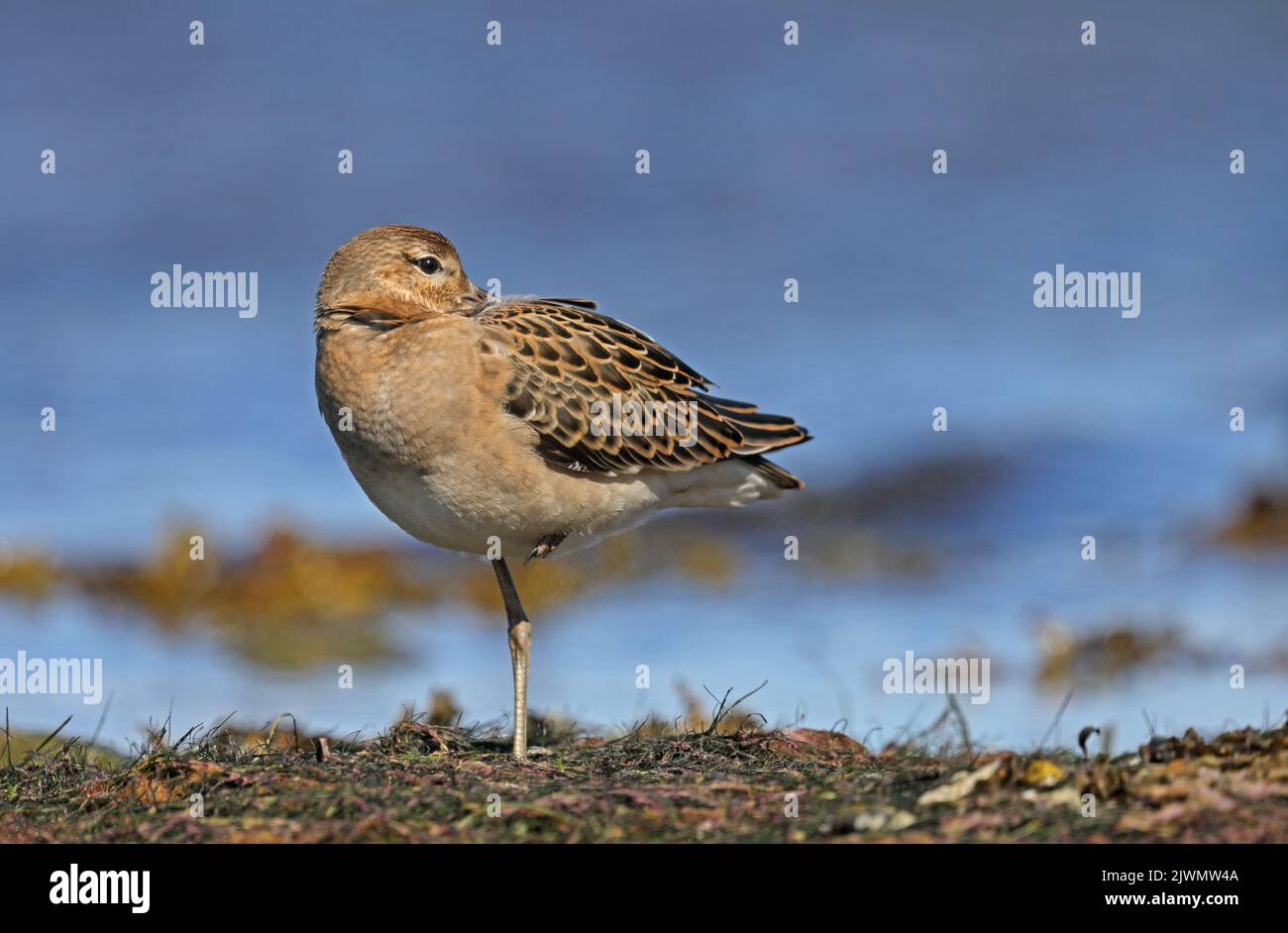 Bird resting on one leg hi-res stock photography and images - Alamy