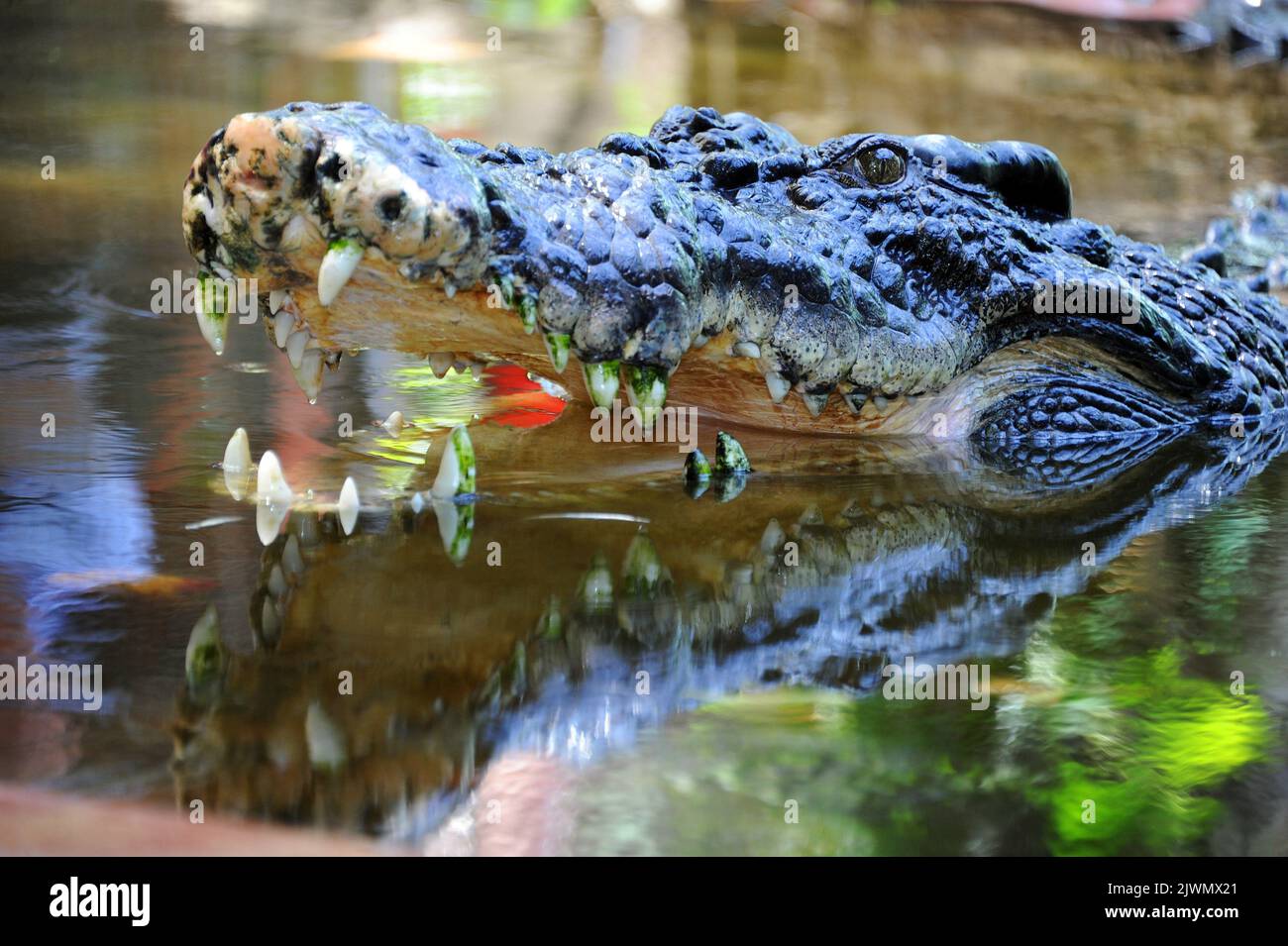 "George's Dragon" ... Today 15th September 2011 at Marineland Melanisia ...