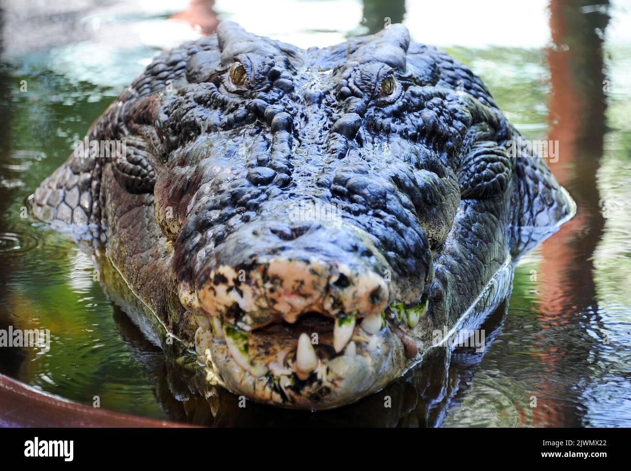 Today 15th September 2011 at Marineland Melanisia at Green Island on ...