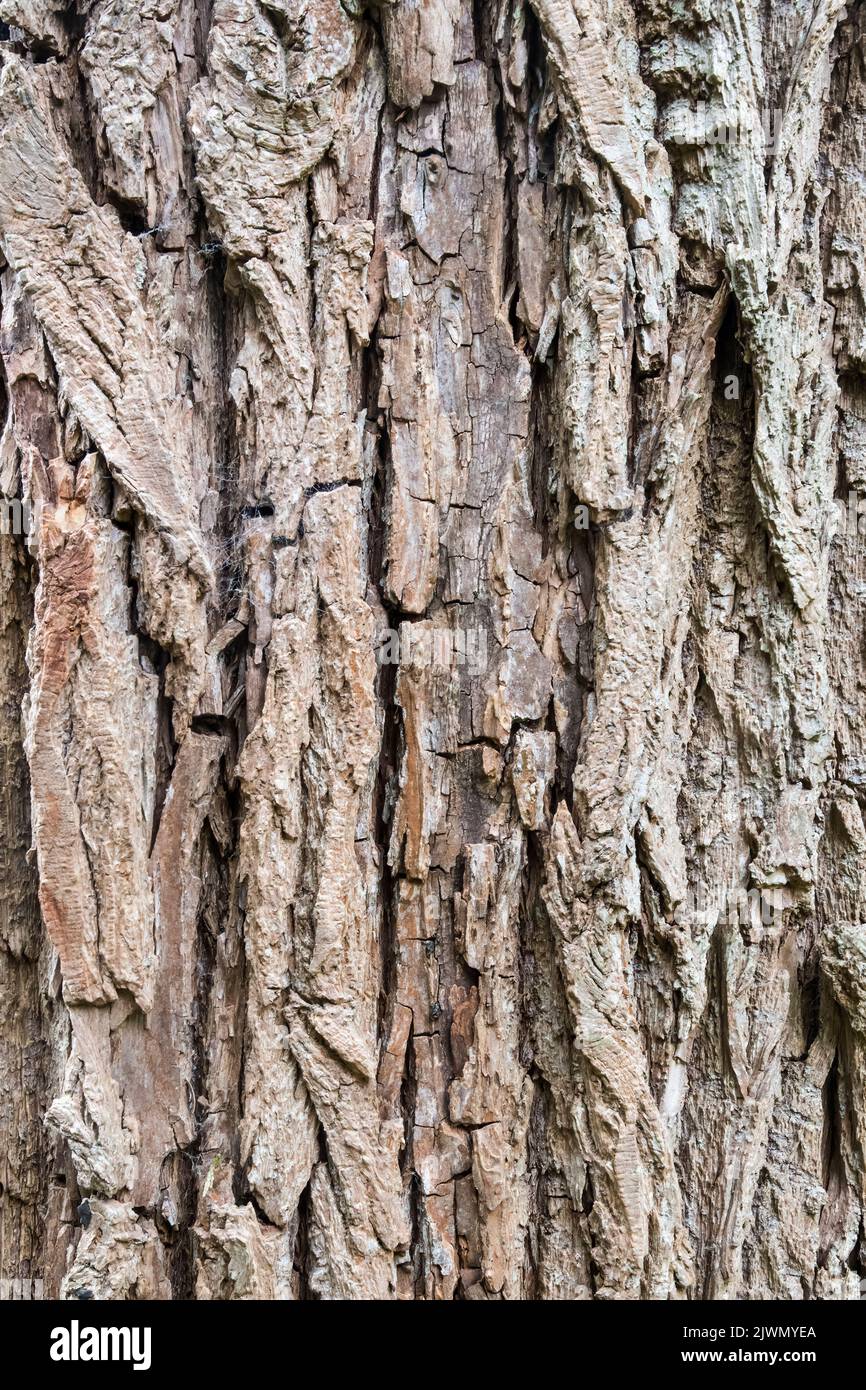 Salix alba chrysostela hi-res stock photography and images - Alamy