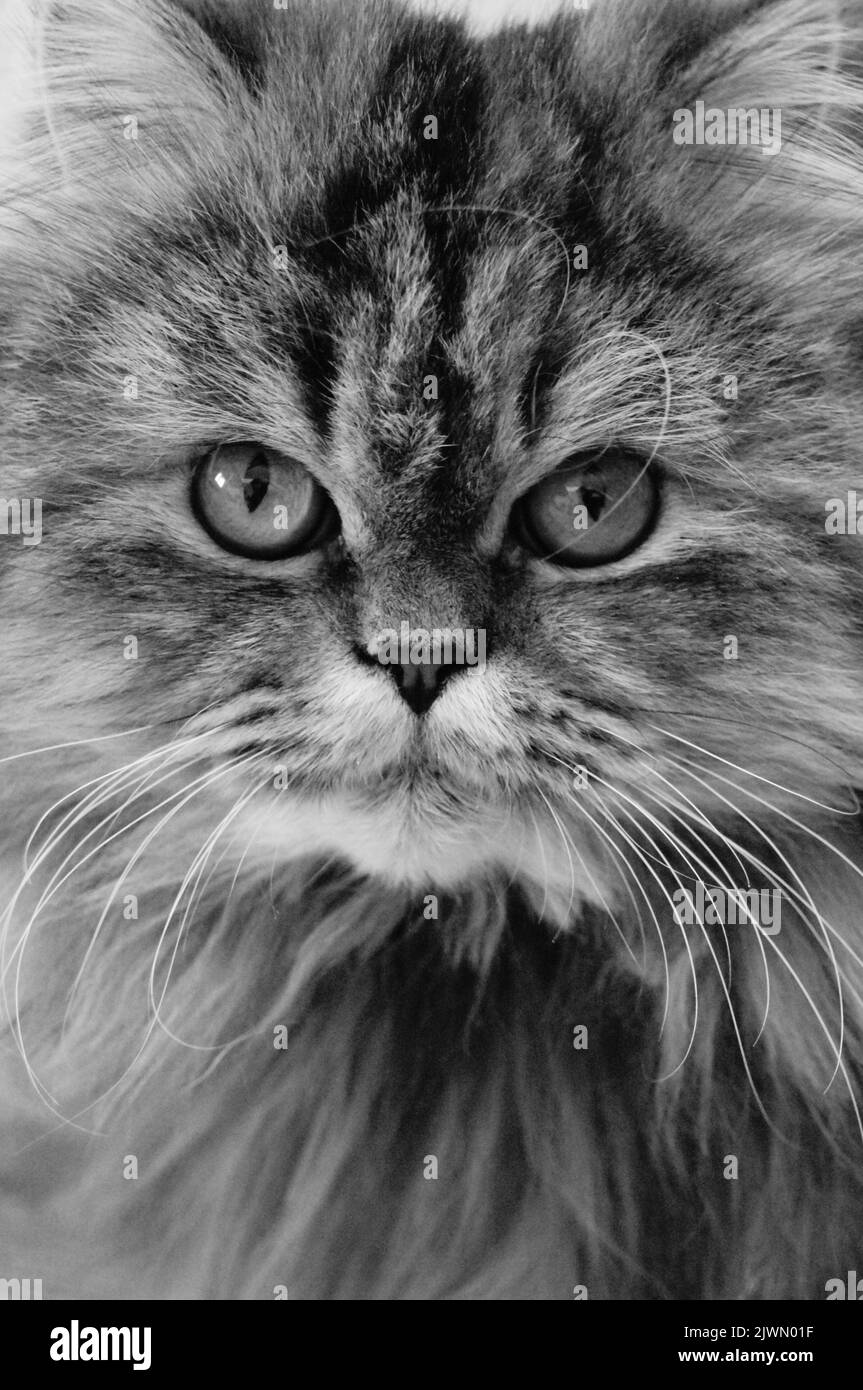 Cat face shot Black and White Stock Photos & Images - Alamy