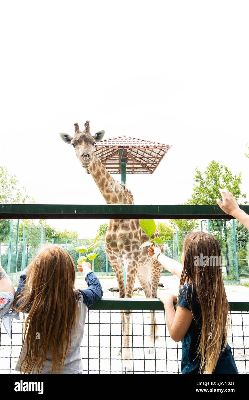 Selective focus of children feeding a giraffe at the zoo. Front view ...