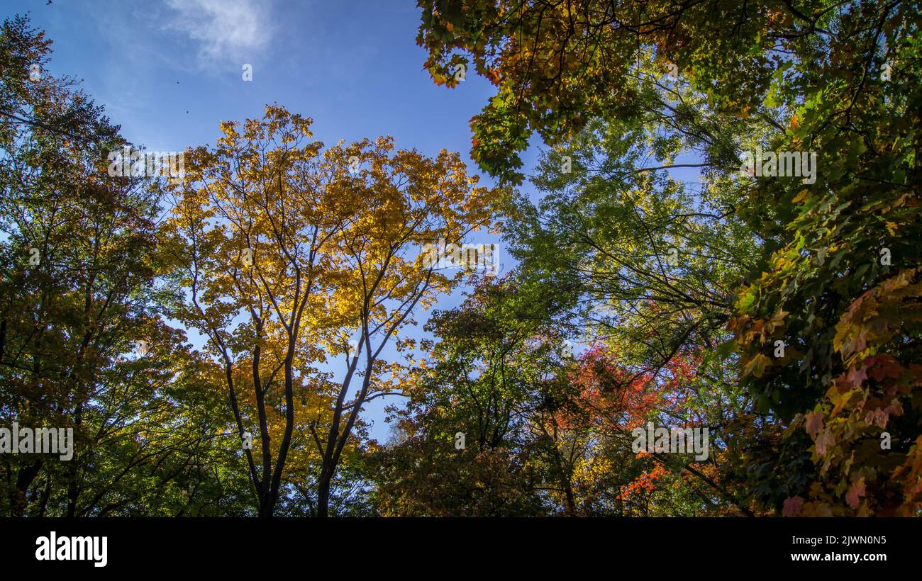 trees in the beginning of autumn Stock Photo - Alamy