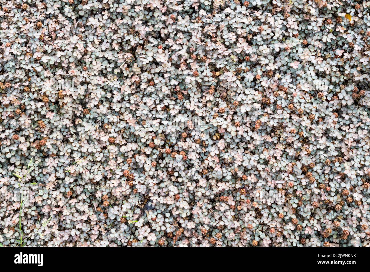 Spineless acaena hi-res stock photography and images - Alamy