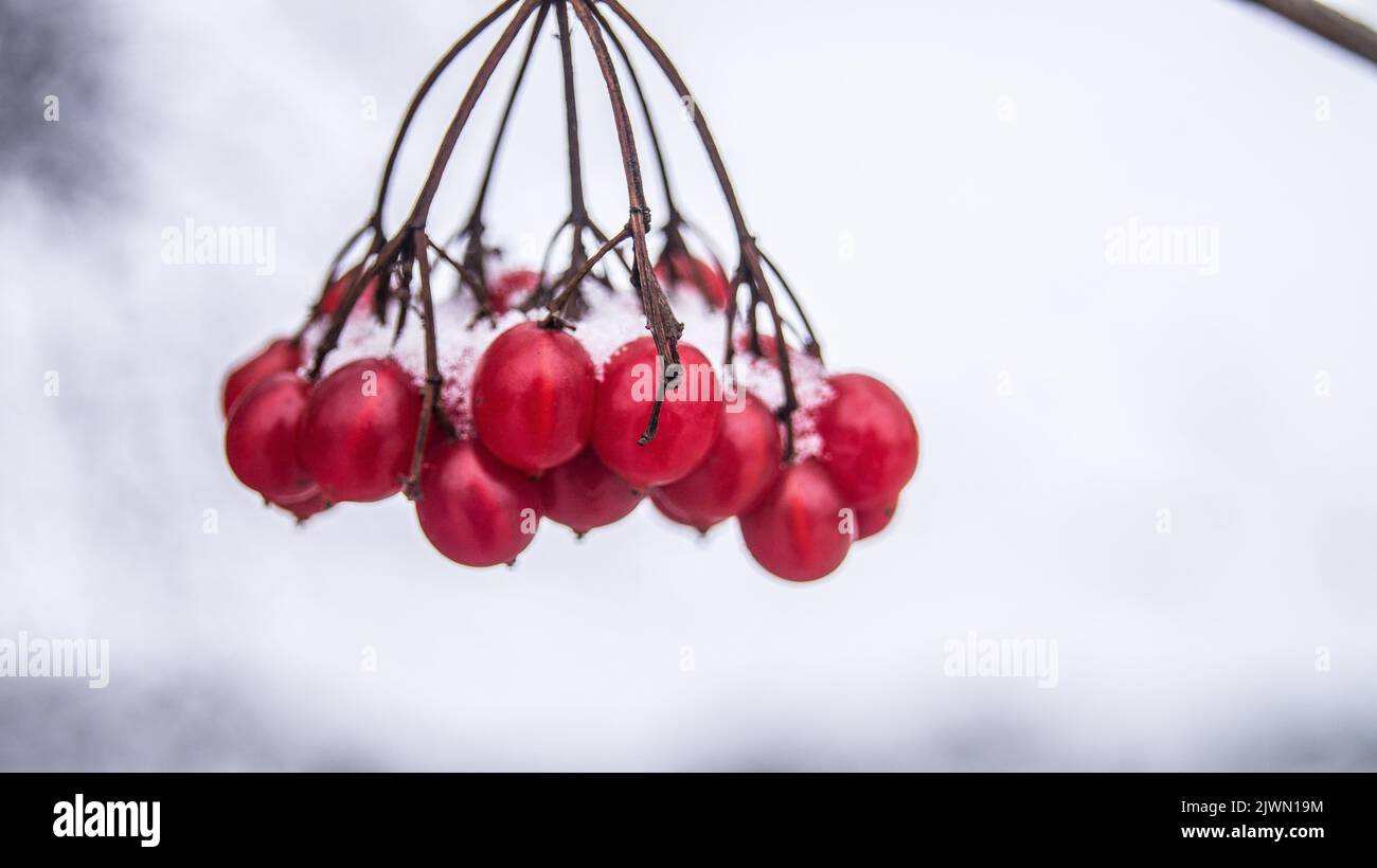 Blood red berries hi-res stock photography and images - Alamy