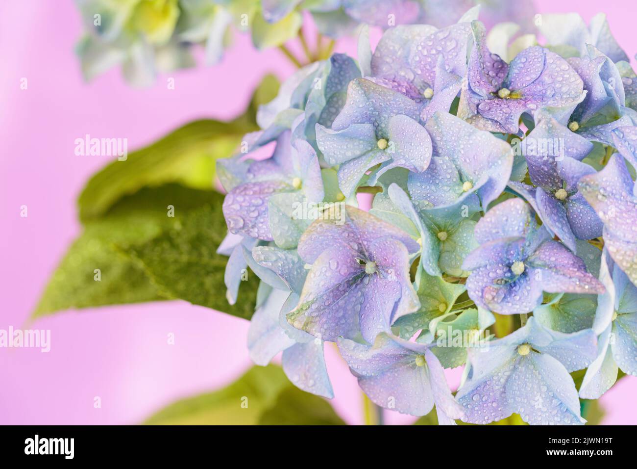 Spring Nature background with blooming hydrangea flowers Stock Photo ...