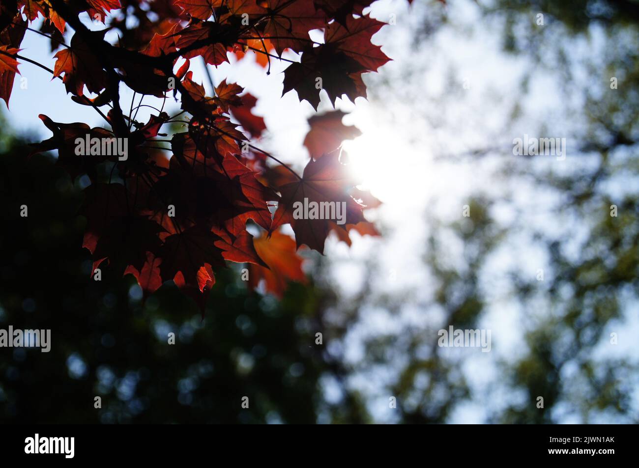 Sun beaming through the leaves Stock Photo - Alamy