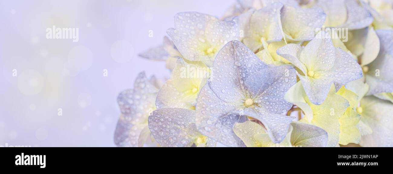 Spring Nature background with blooming hydrangea flowers Stock Photo ...