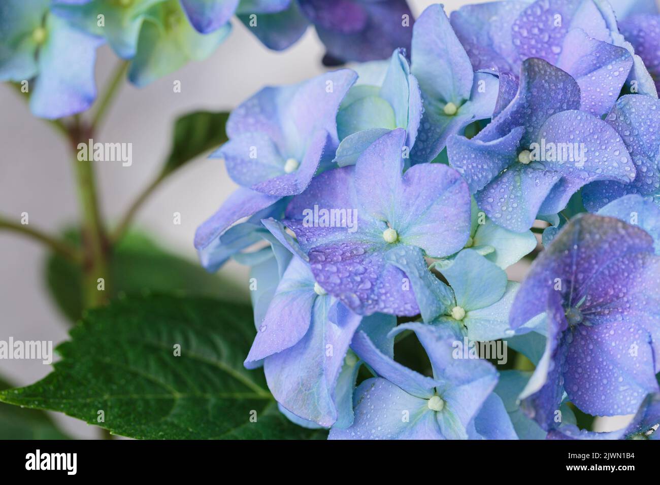 Spring Nature background with blooming hydrangea flowers Stock Photo ...
