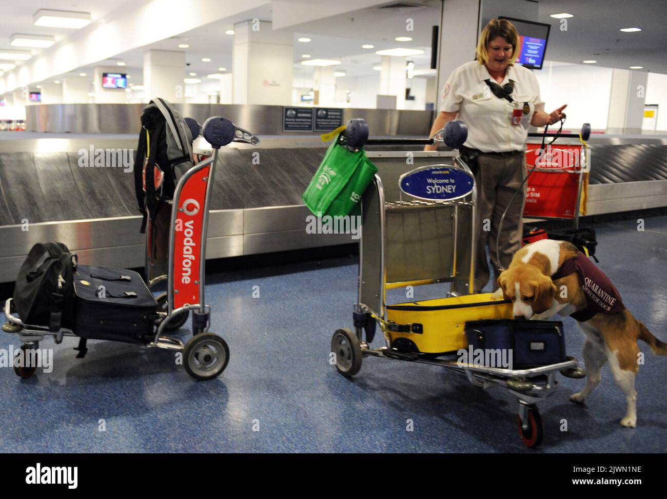 A Quarantine Inspection Service dog sniffs out fruit and other ...