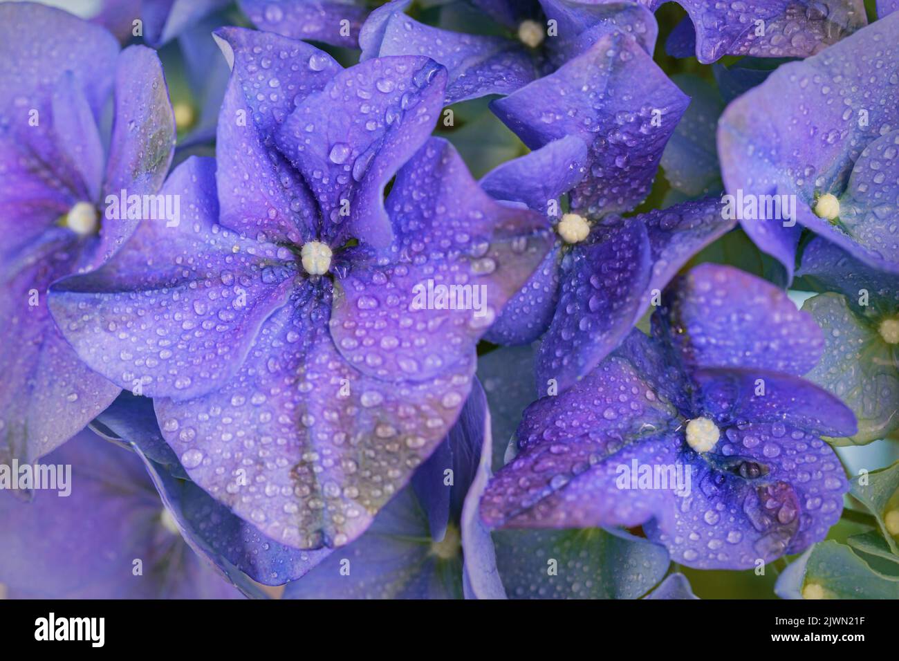 Spring Nature background with blooming hydrangea flowers Stock Photo ...